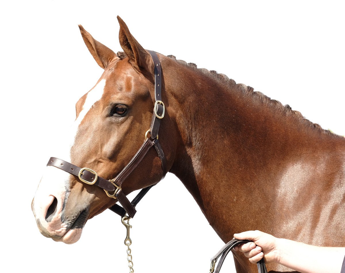 Leather Headcollar - The Hunting Stock Market